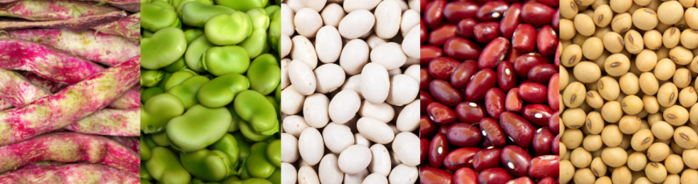 Lowest FODMAP beans - Which beans to eat to help manage IBS